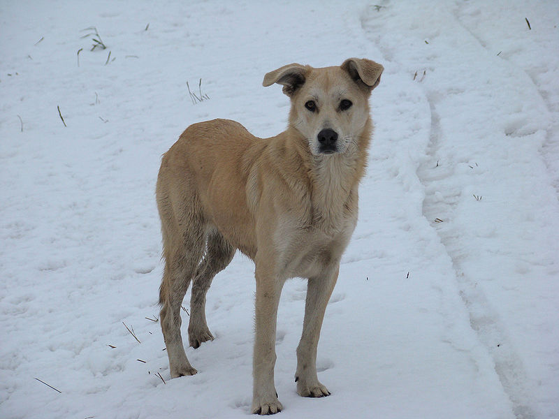 Latest terror threat: Lone wolves or stray dogs? | TIME.com