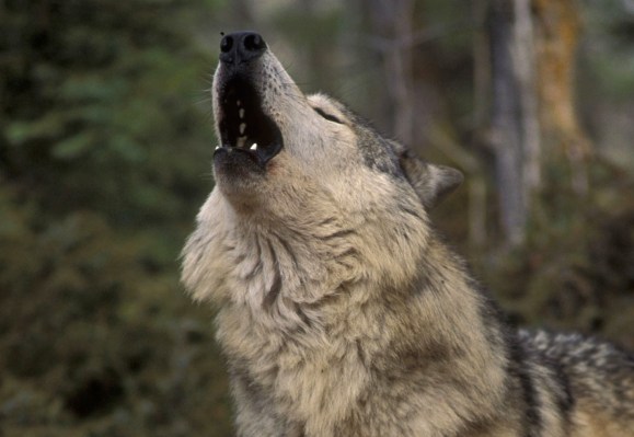 No Wolf Here | TIME.com