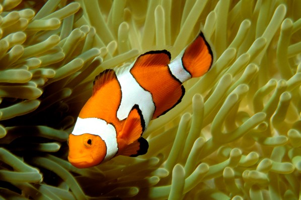 Reefer Madness | TIME.com